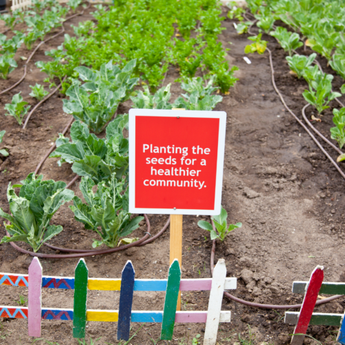 Creating Community Gardens for People of All Ages - 8 80 Cities
